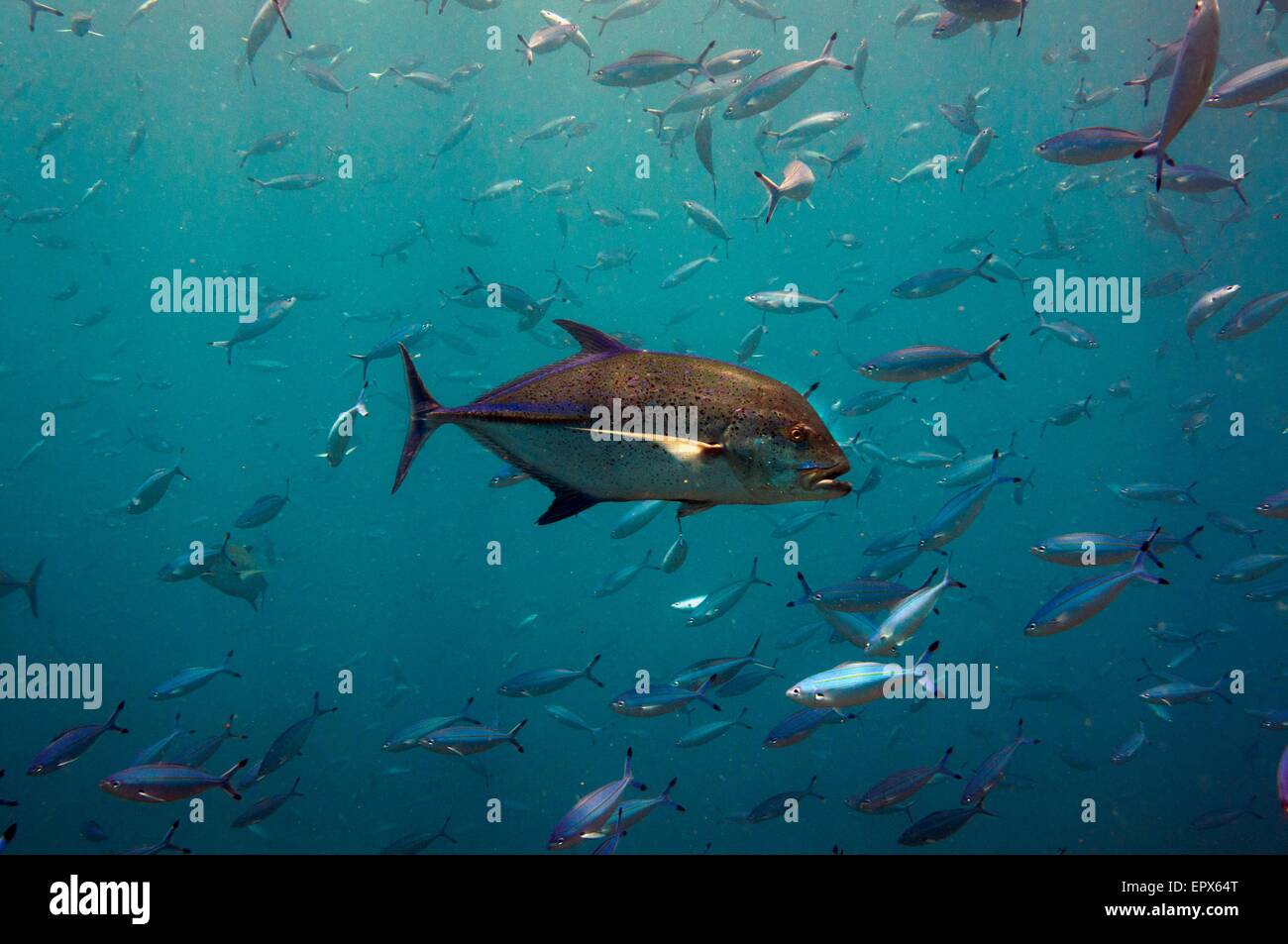 bluefin kingfish - jackfish Stock Photo - Alamy