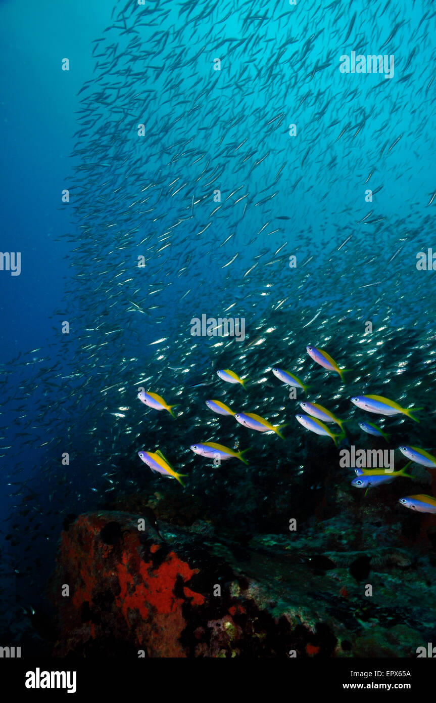 Fusilier fish hi-res stock photography and images - Alamy