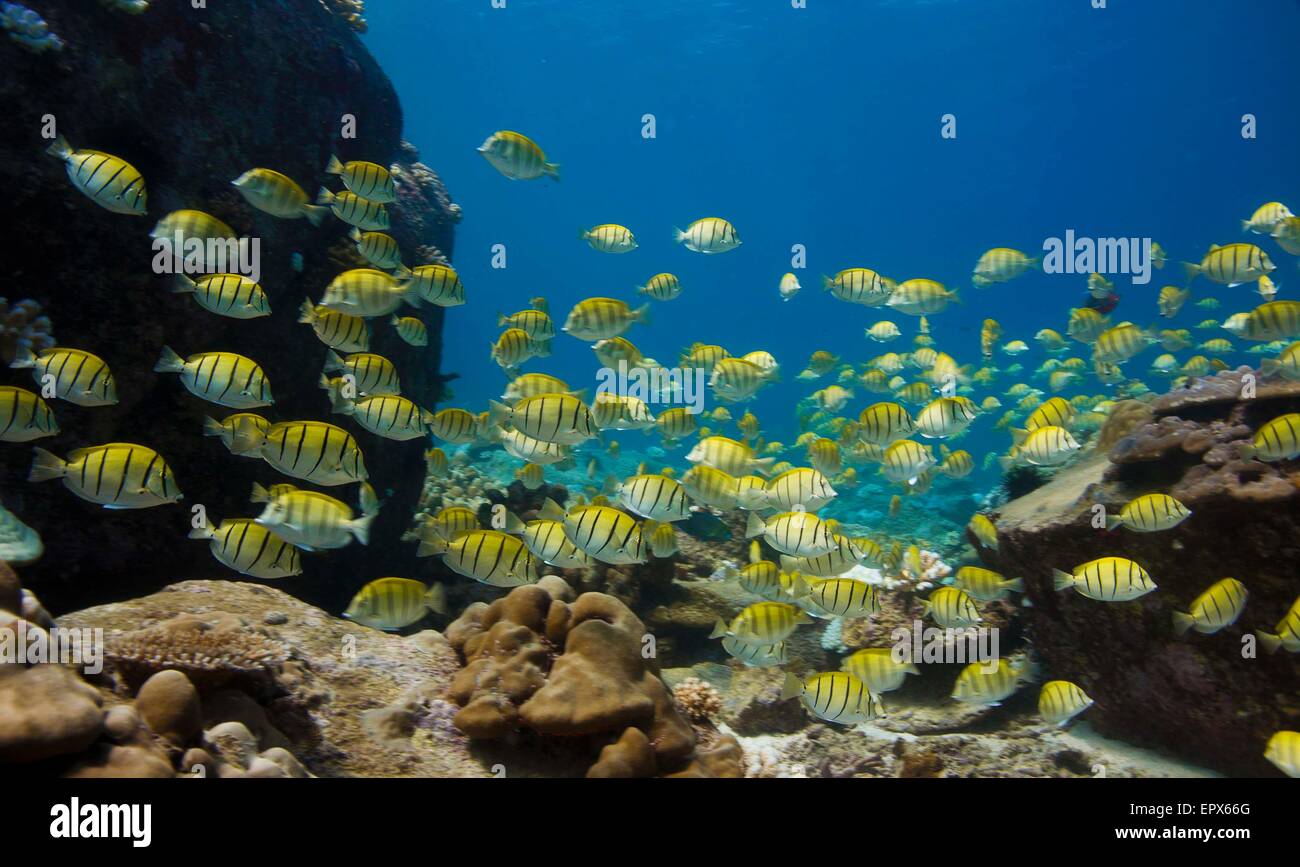 School of yellow Convict Tangs fish (Acanthurus triostegus). Seychelles ...