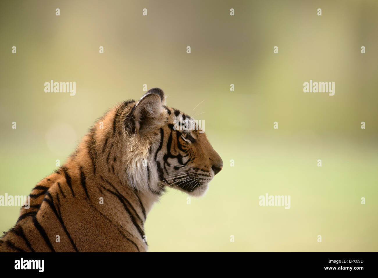 Portrait of a female cub of tigress T19 or Krishna in the Rajbagh area ...