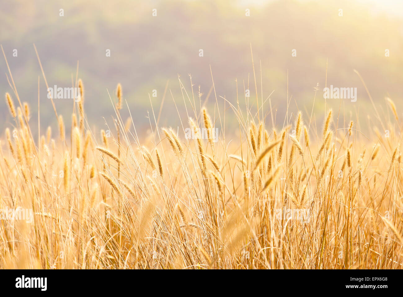 Fantastic wheat field under sunshine Stock Photo - Alamy