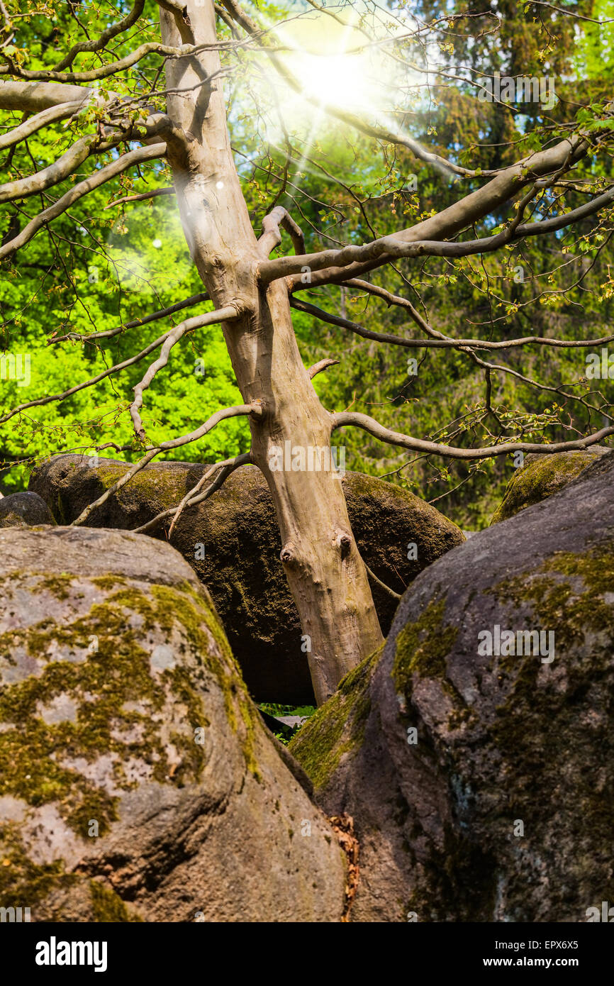 tree growing between large rocky of boulders Stock Photo - Alamy