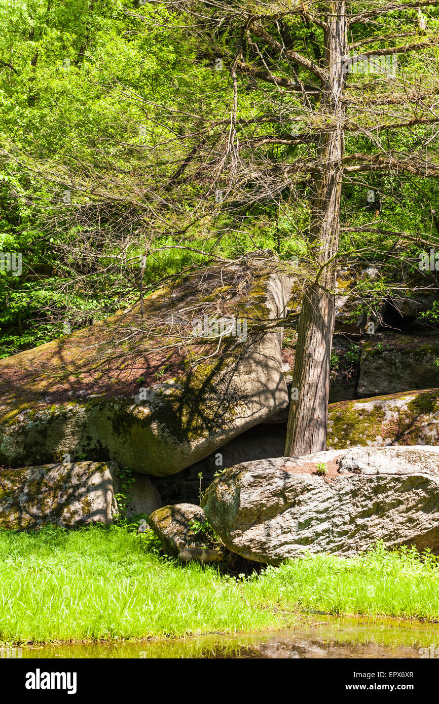 green trees with big stones, spring forest Stock Photo - Alamy