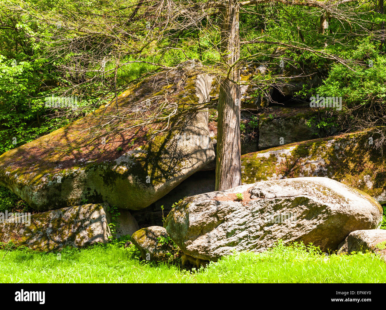 green trees with big stones, spring forest Stock Photo - Alamy