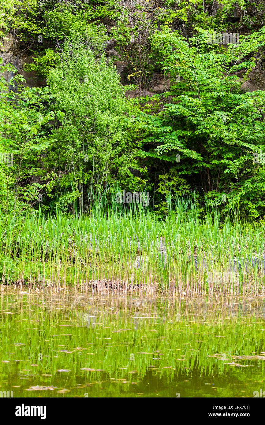 pond in the green forest with reflection Stock Photo - Alamy
