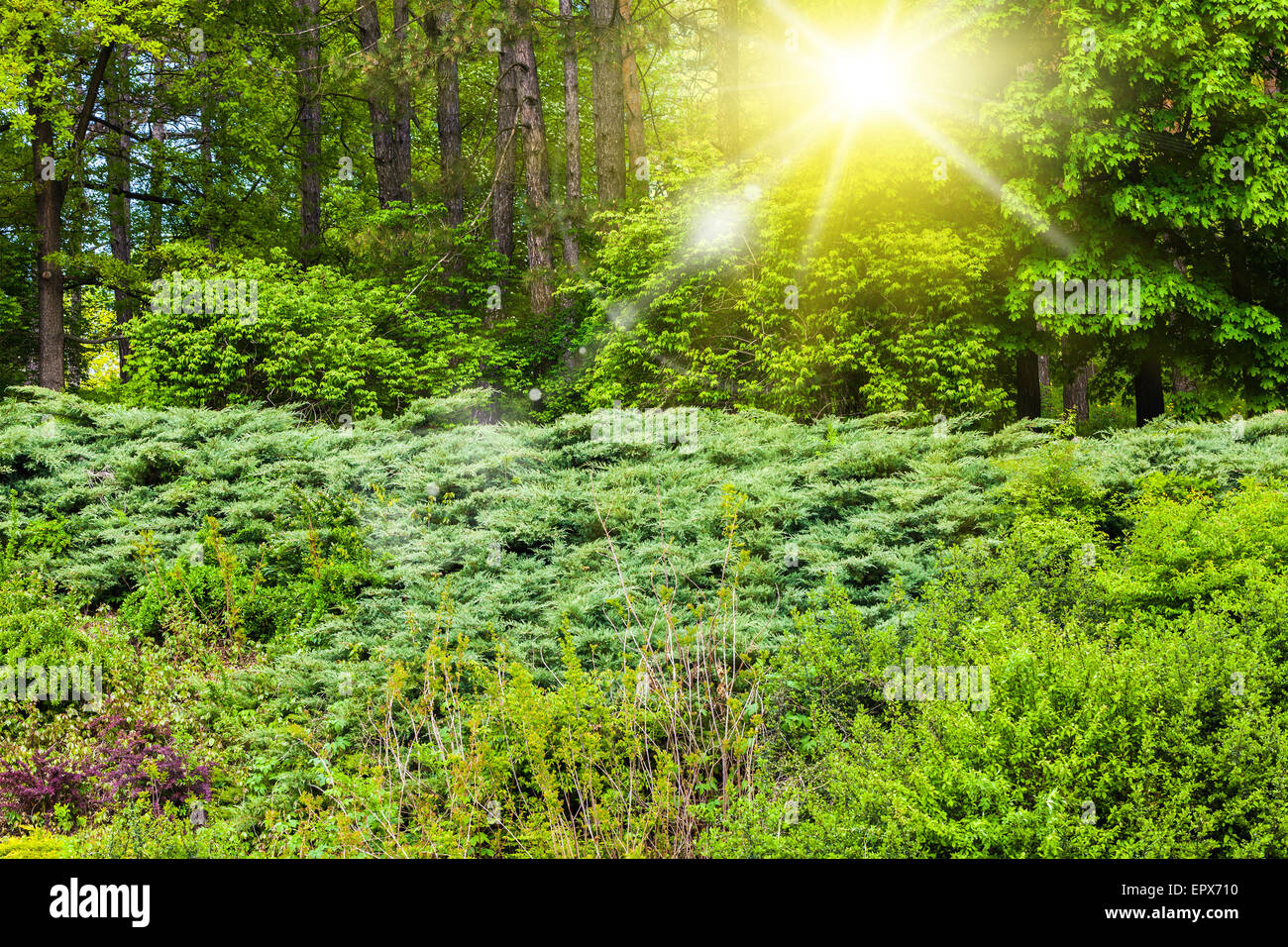 landscape of green spring forest with sun rays Stock Photo - Alamy