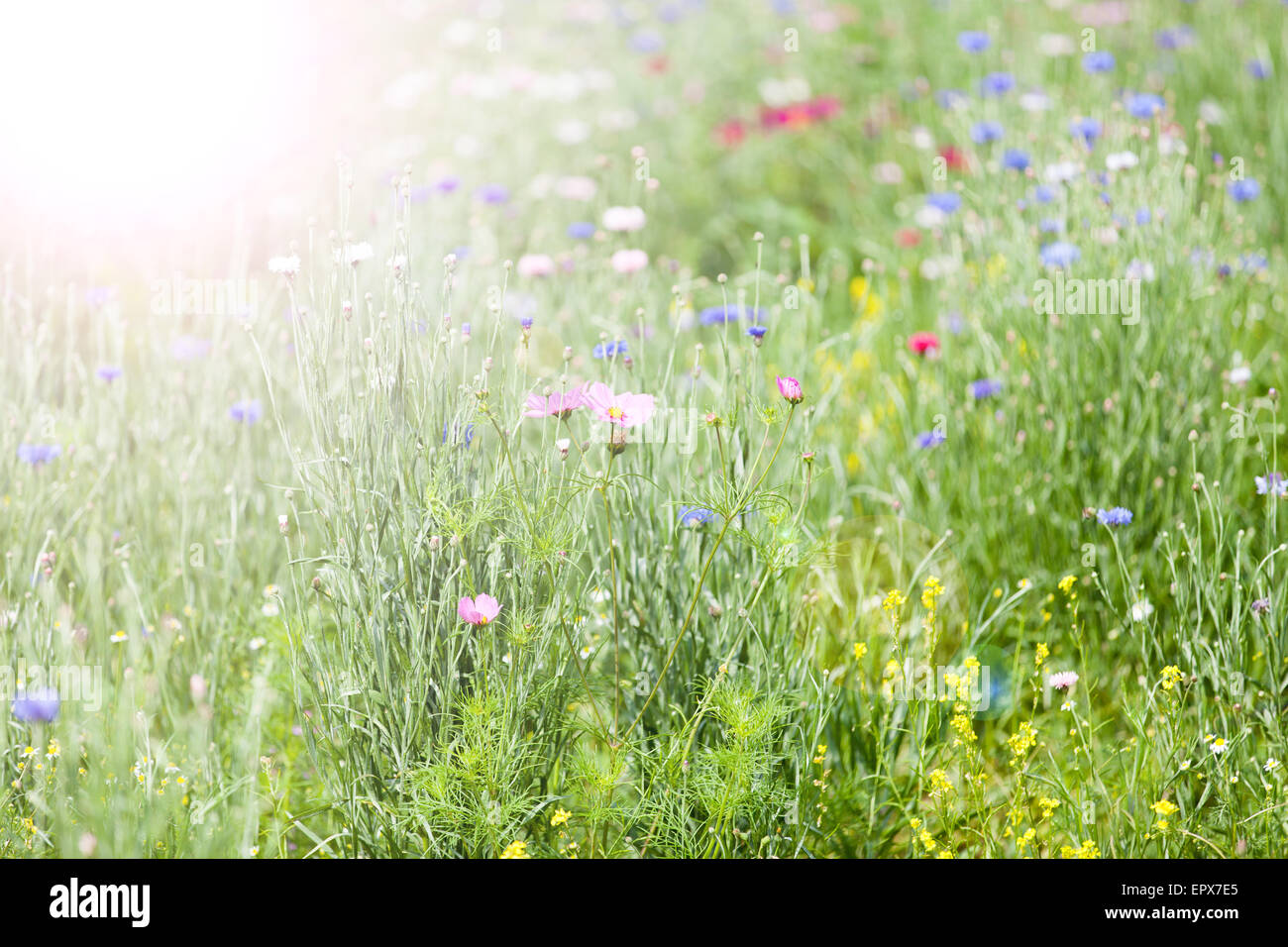 Gold meadow flowers hi-res stock photography and images - Alamy