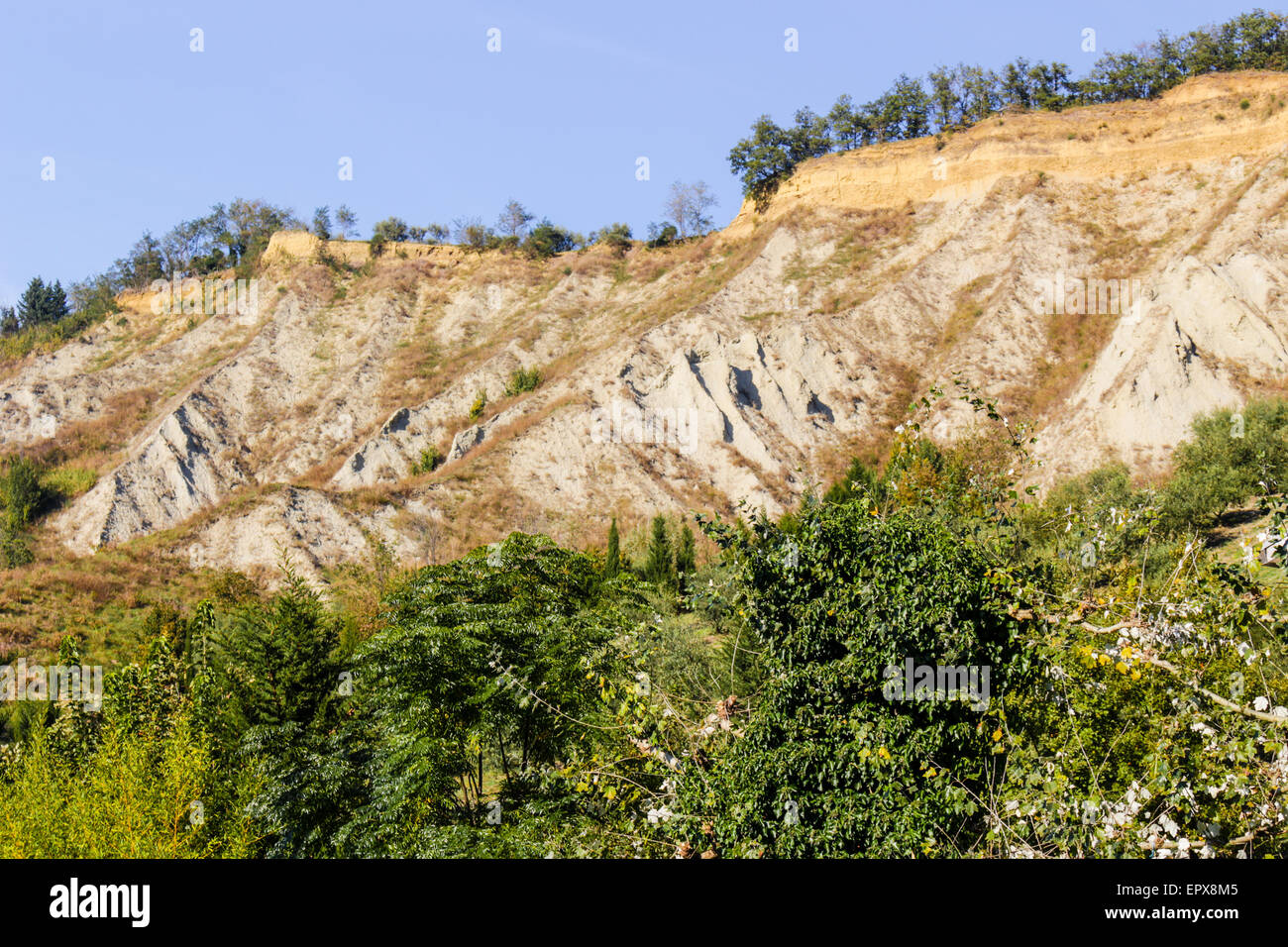 Generic vegetation and trees in cultivated fields under the gray ...