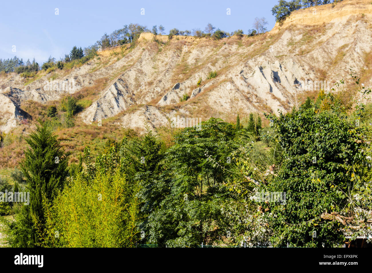 Generic vegetation and trees in cultivated fields under the gray ...