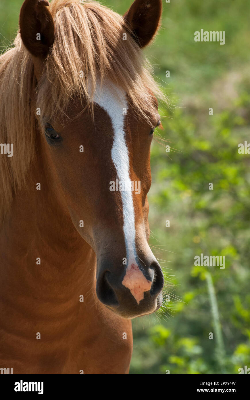 Sorrel horse hi-res stock photography and images - Alamy