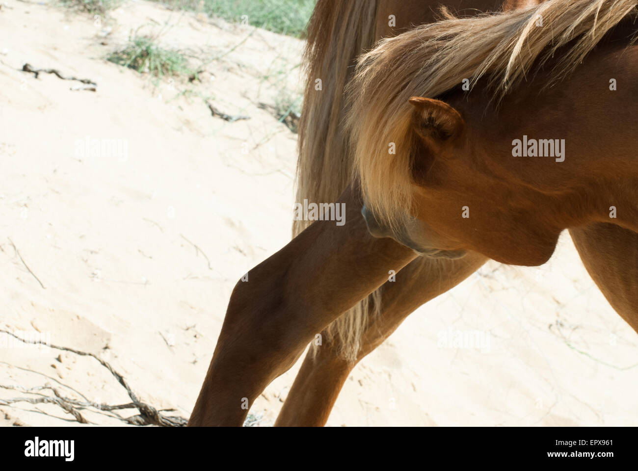 Horse scratching back hi-res stock photography and images - Alamy