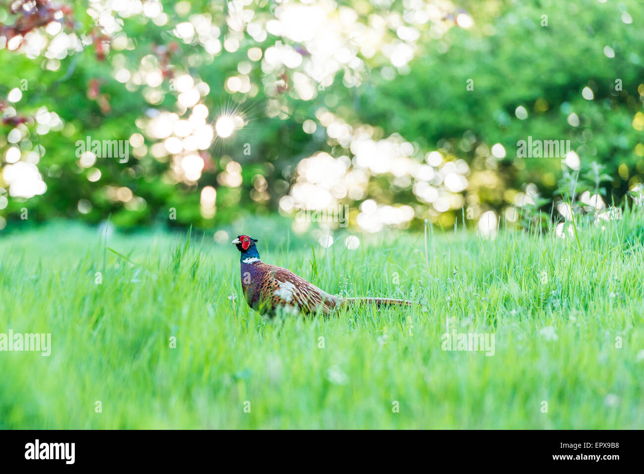 Pheasant in a field Stock Photo - Alamy