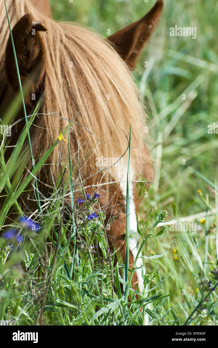 Sorrel horse head in grass Stock Photo - Alamy