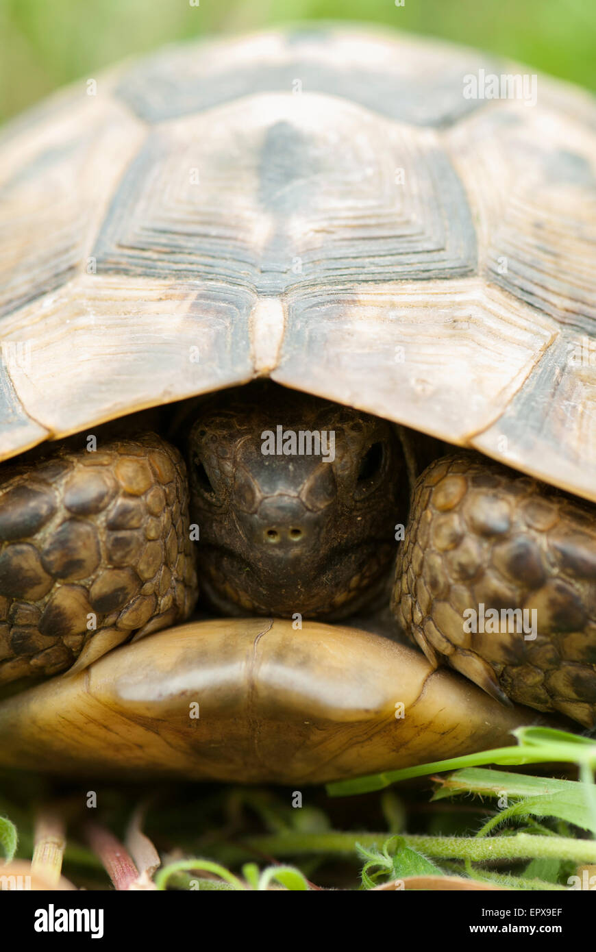 Tortoise looking at camera Stock Photo - Alamy