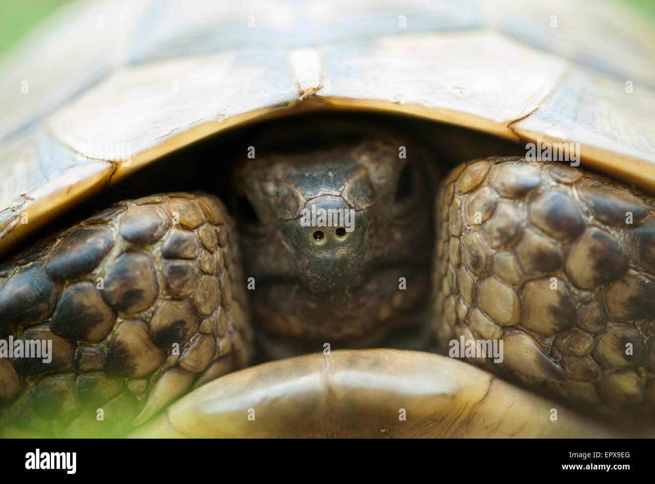 Turtle looking at camera hi-res stock photography and images - Alamy