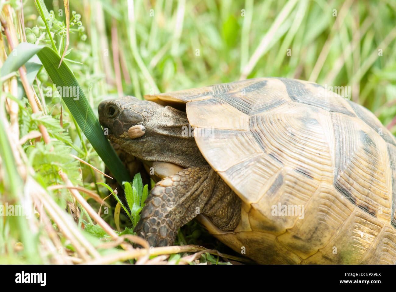 Tortoise in grass Stock Photo - Alamy