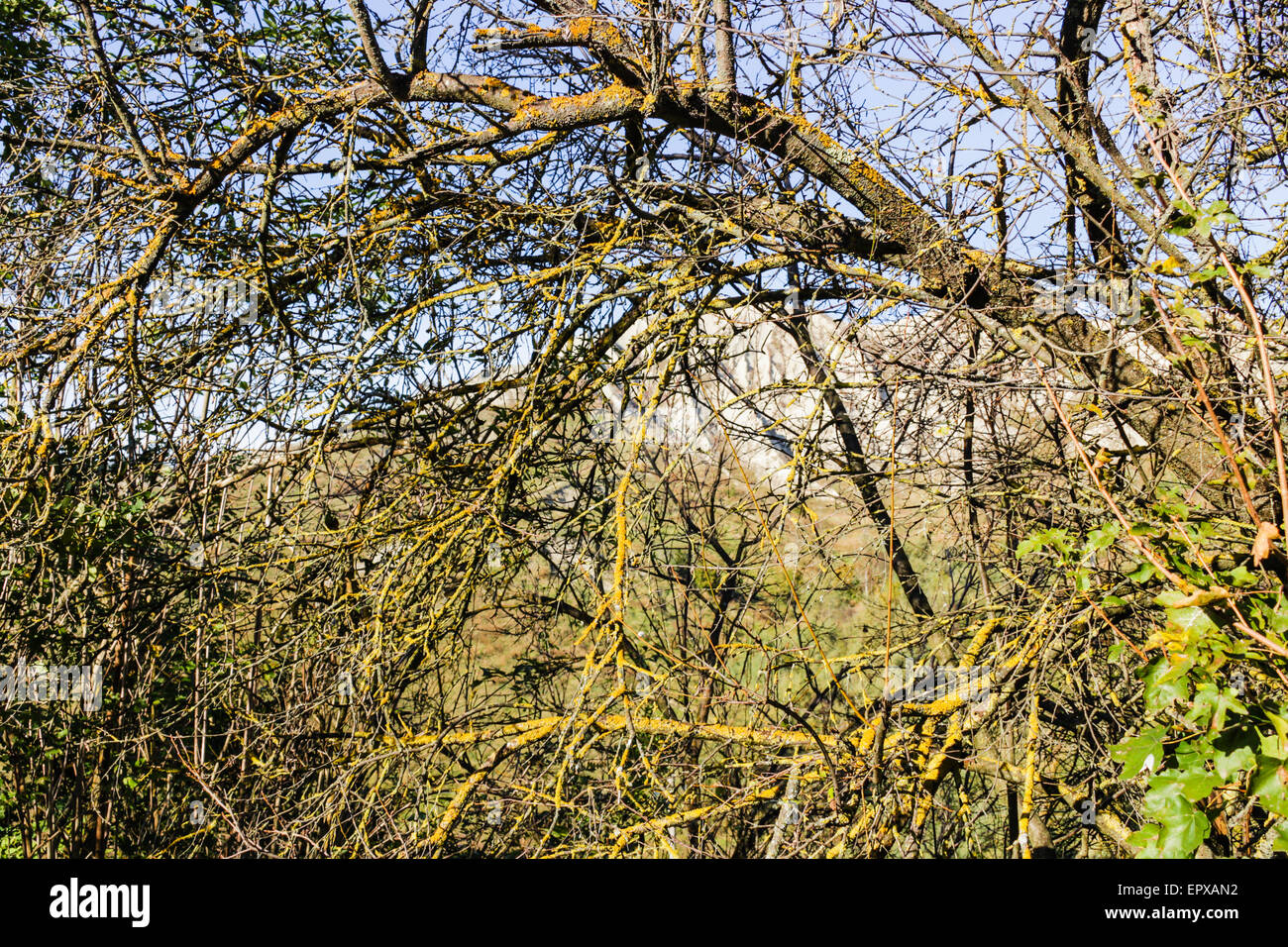 Generic vegetation and trees in cultivated fields under the gray ...