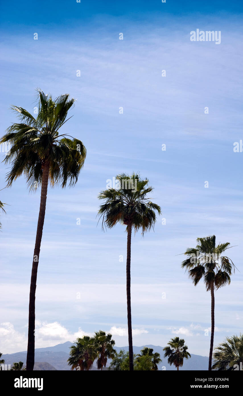 Desert palm trees hi-res stock photography and images - Alamy