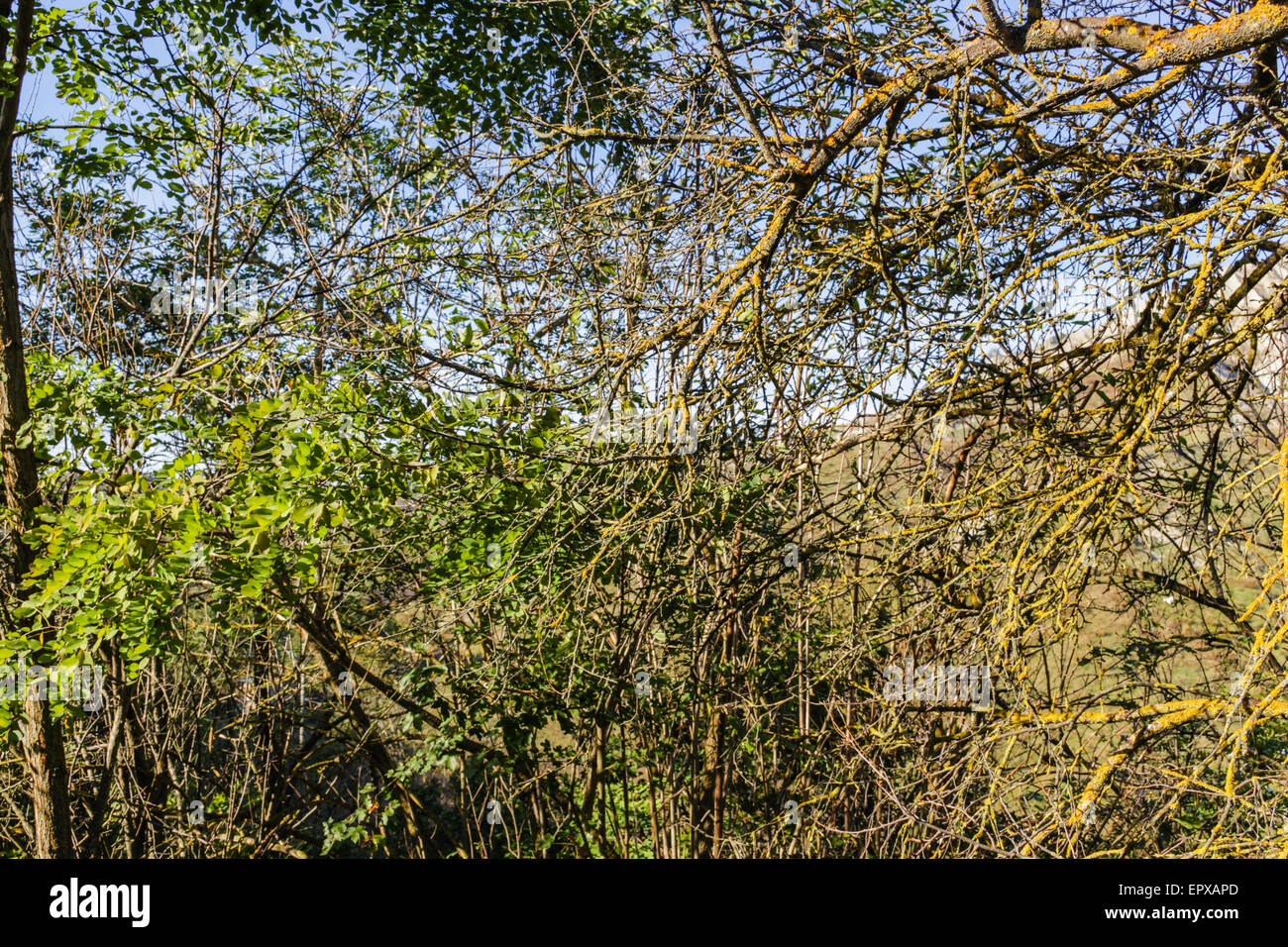 Generic vegetation and trees in cultivated fields under the gray ...