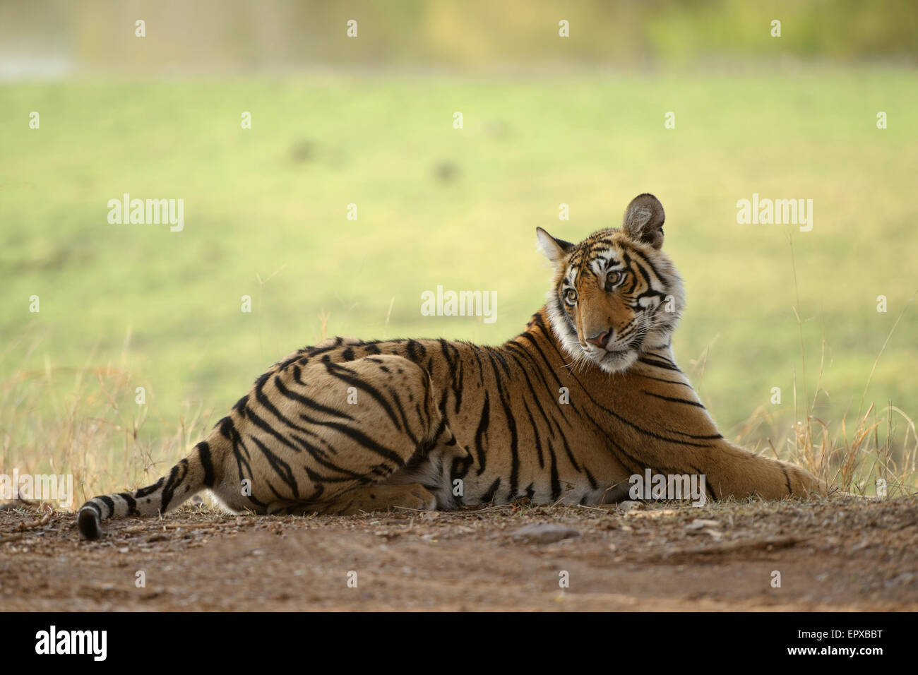A female cub of tigress T19 or Krishna in the Rajbagh area of the ...