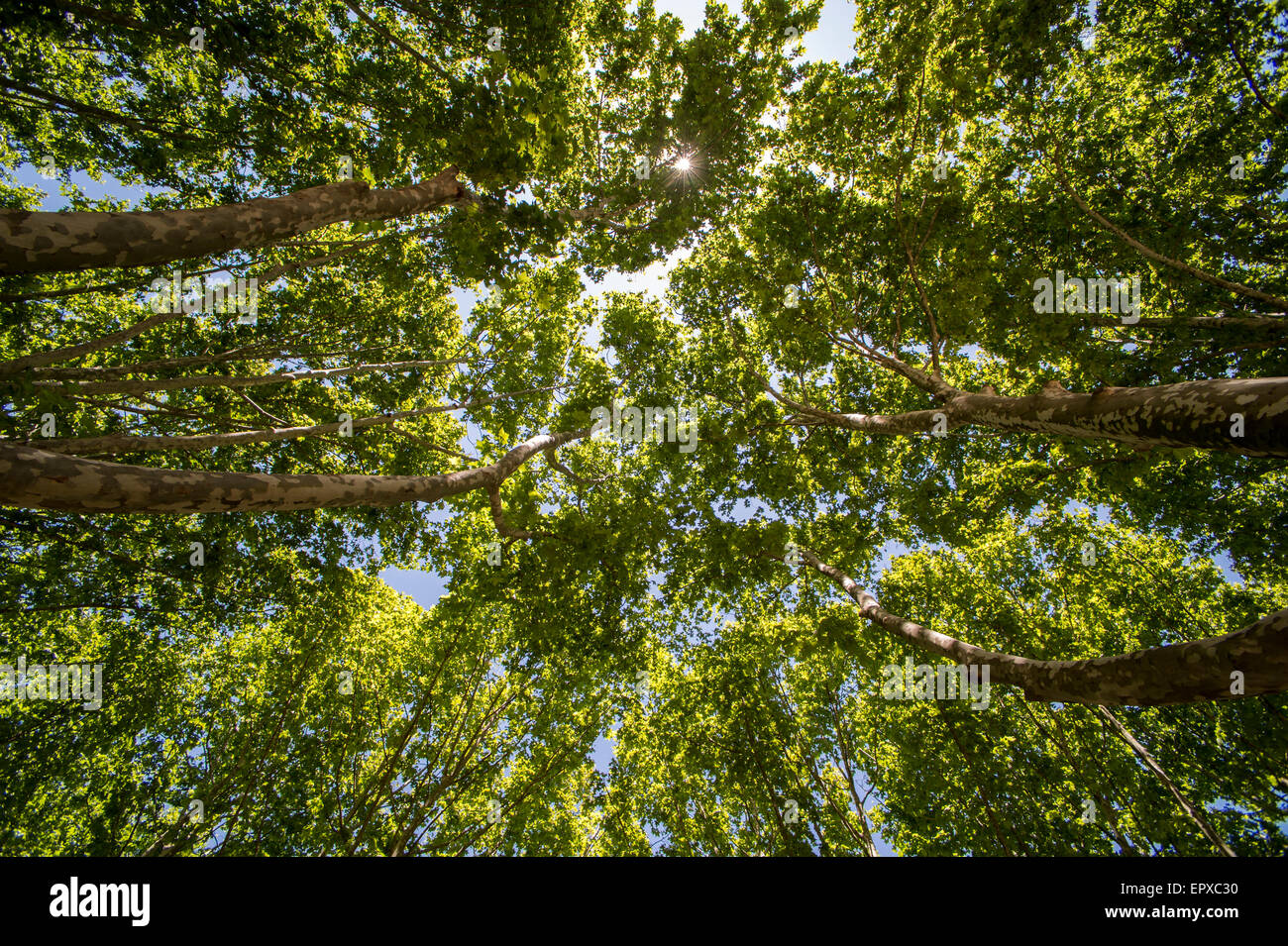 Looking up through trees hi-res stock photography and images - Alamy