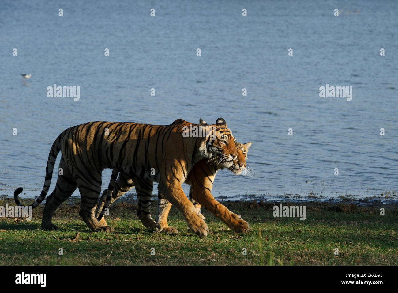 Tigress T19 or Krishna walking with her female cub by the Rajbagh Lake ...