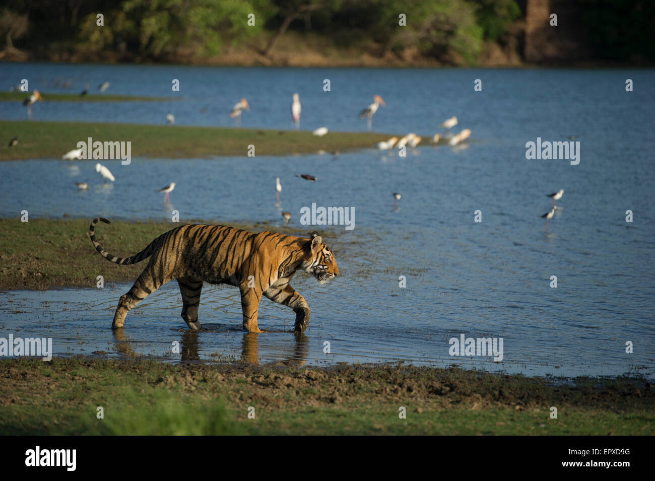 A male cub of tigress T19 or Krishna walking through the waters of ...
