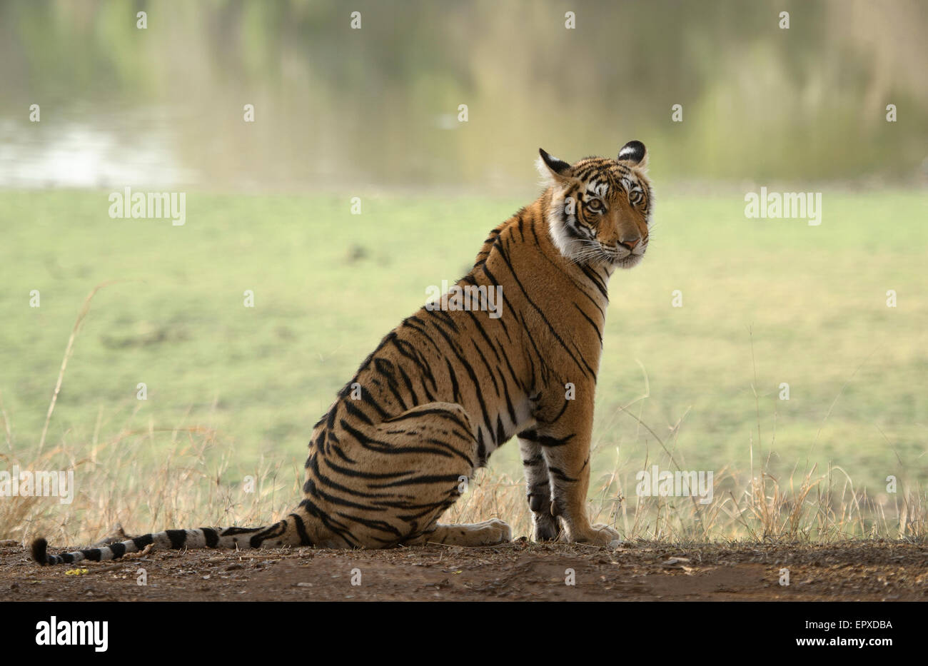 Tigress with her cub hi-res stock photography and images - Alamy
