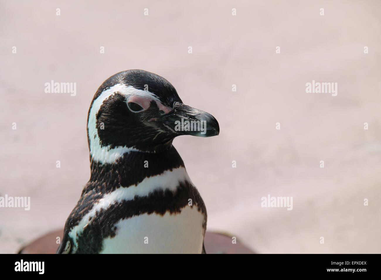 The Head of a Serious Looking Magellanic Penguin Stock Photo - Alamy