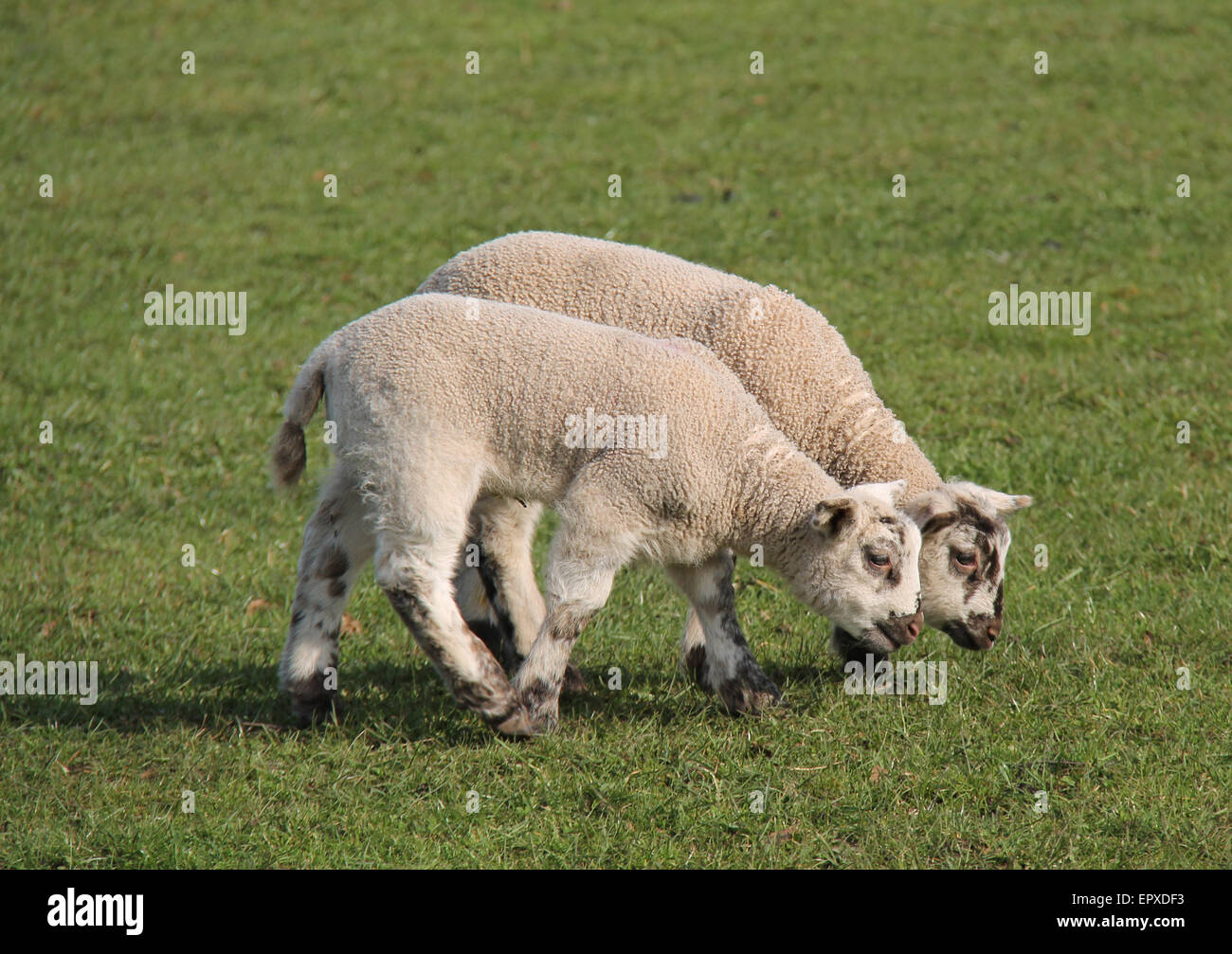 Two Baby Lambs Eating Grass in a Field Stock Photo - Alamy