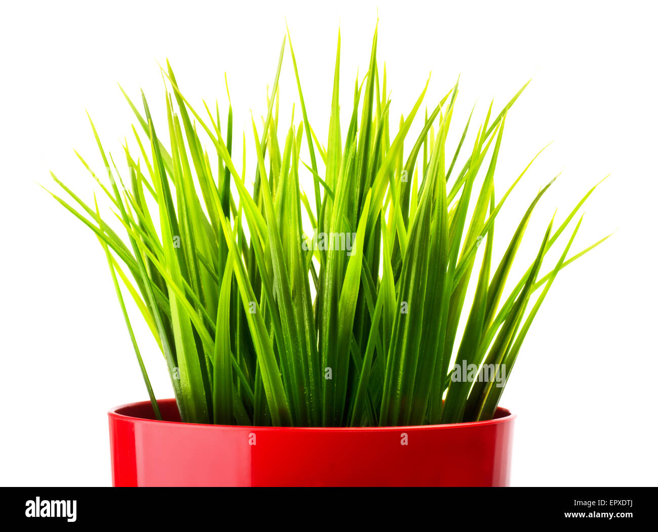 Container of wheat grass hi-res stock photography and images - Alamy