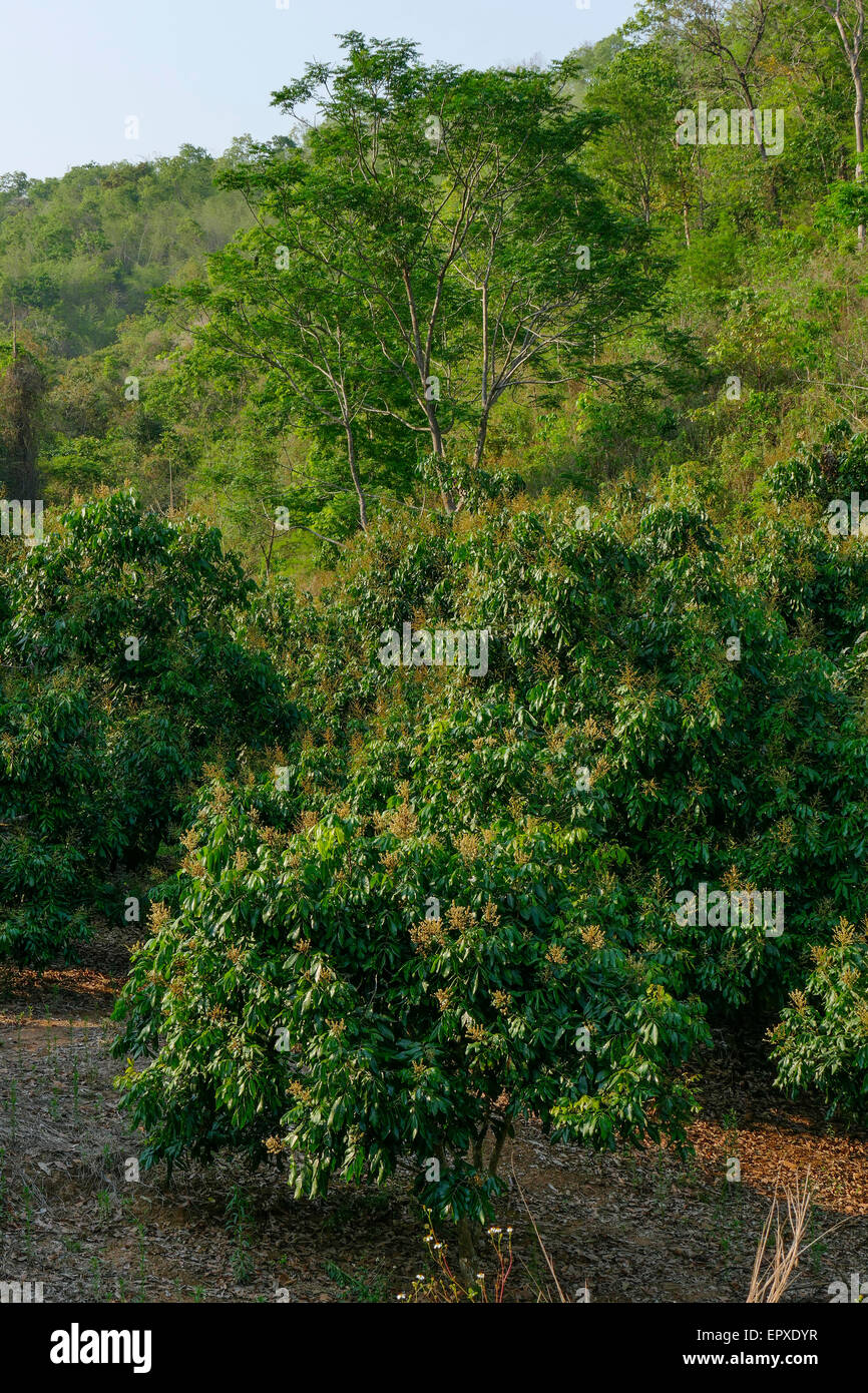 Chiang Rai province, northern Thailand, Asia, Longan Trees, Plantation ...