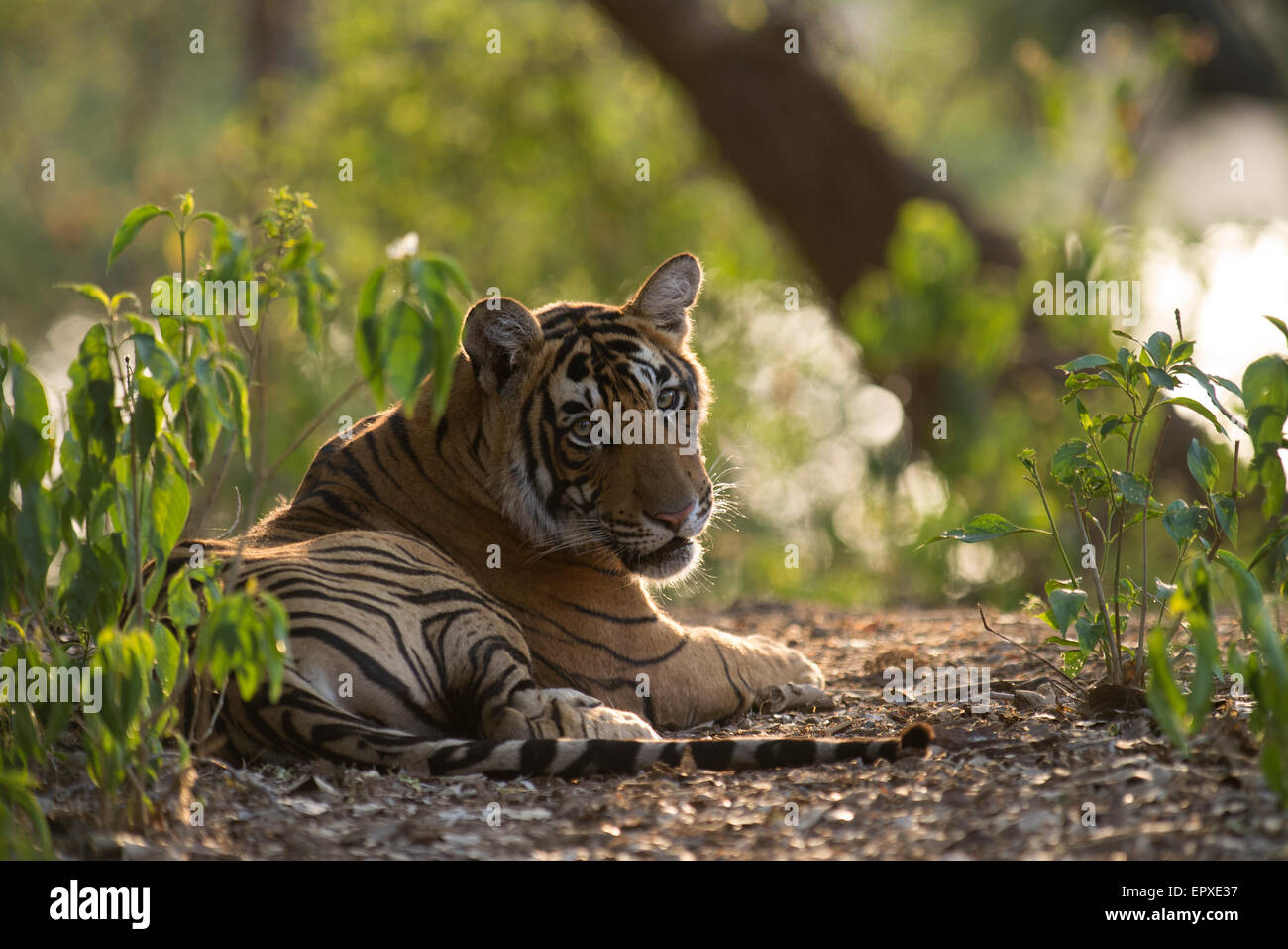 Tiger near lake hi-res stock photography and images - Alamy