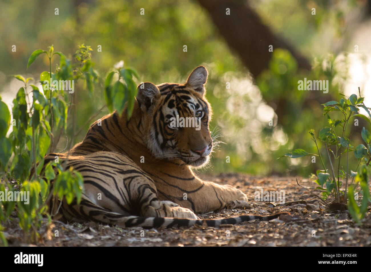 Male tiger cub hi-res stock photography and images - Alamy