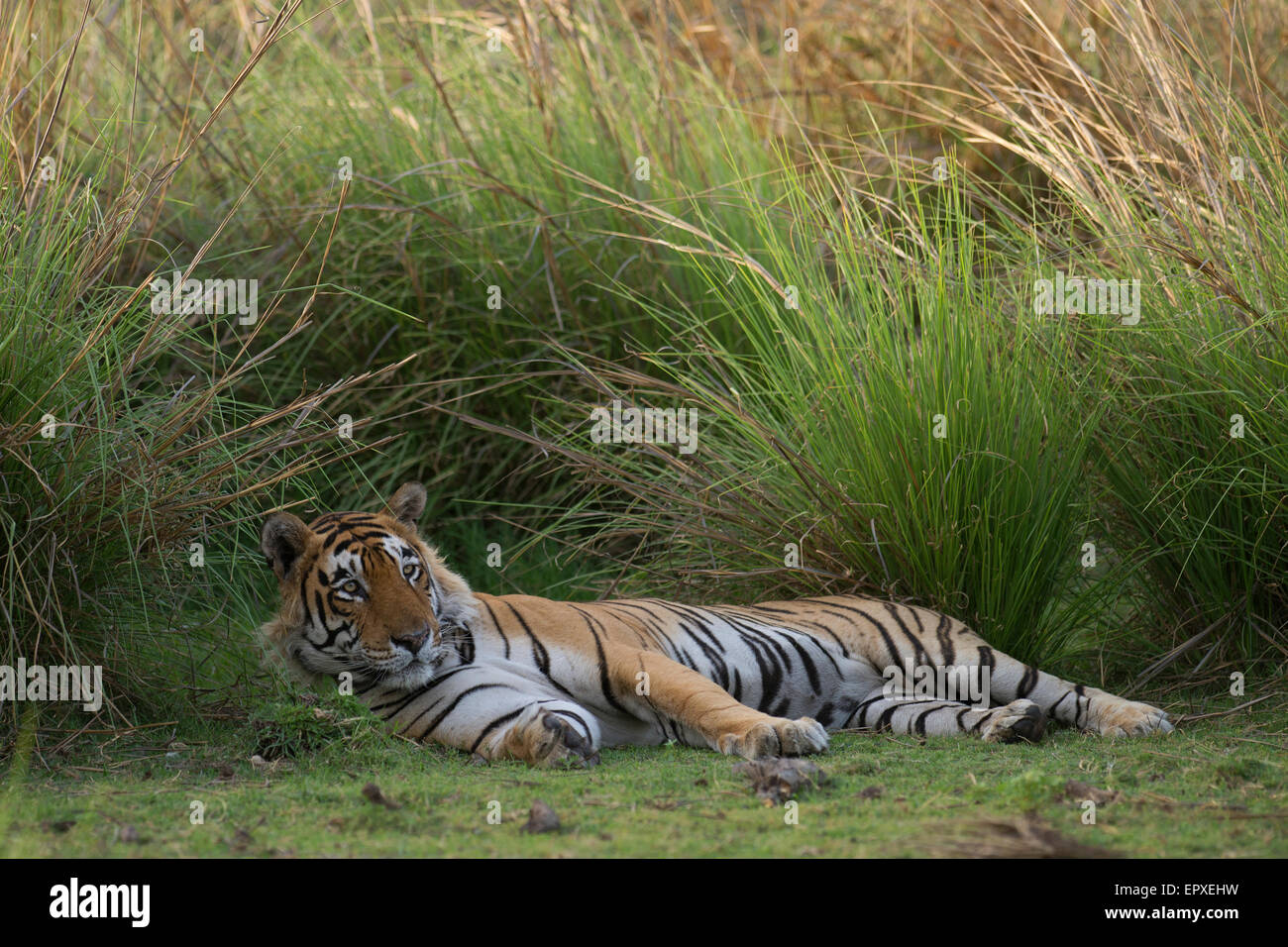 Dominant male tiger 'Star' or T28 lying in grass in the Rajbagh area of ...