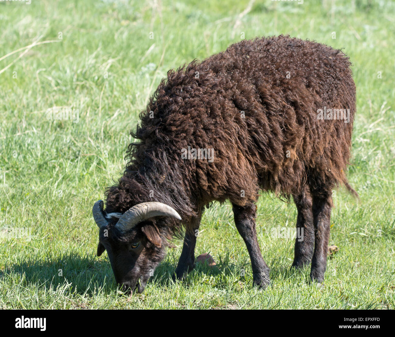 Sheep by a river hi-res stock photography and images - Alamy