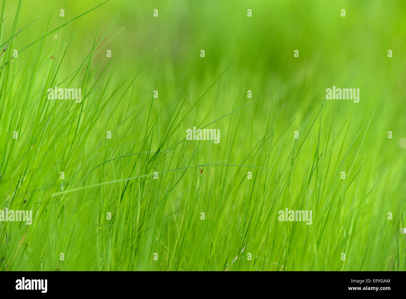 Green grass background hi-res stock photography and images - Alamy