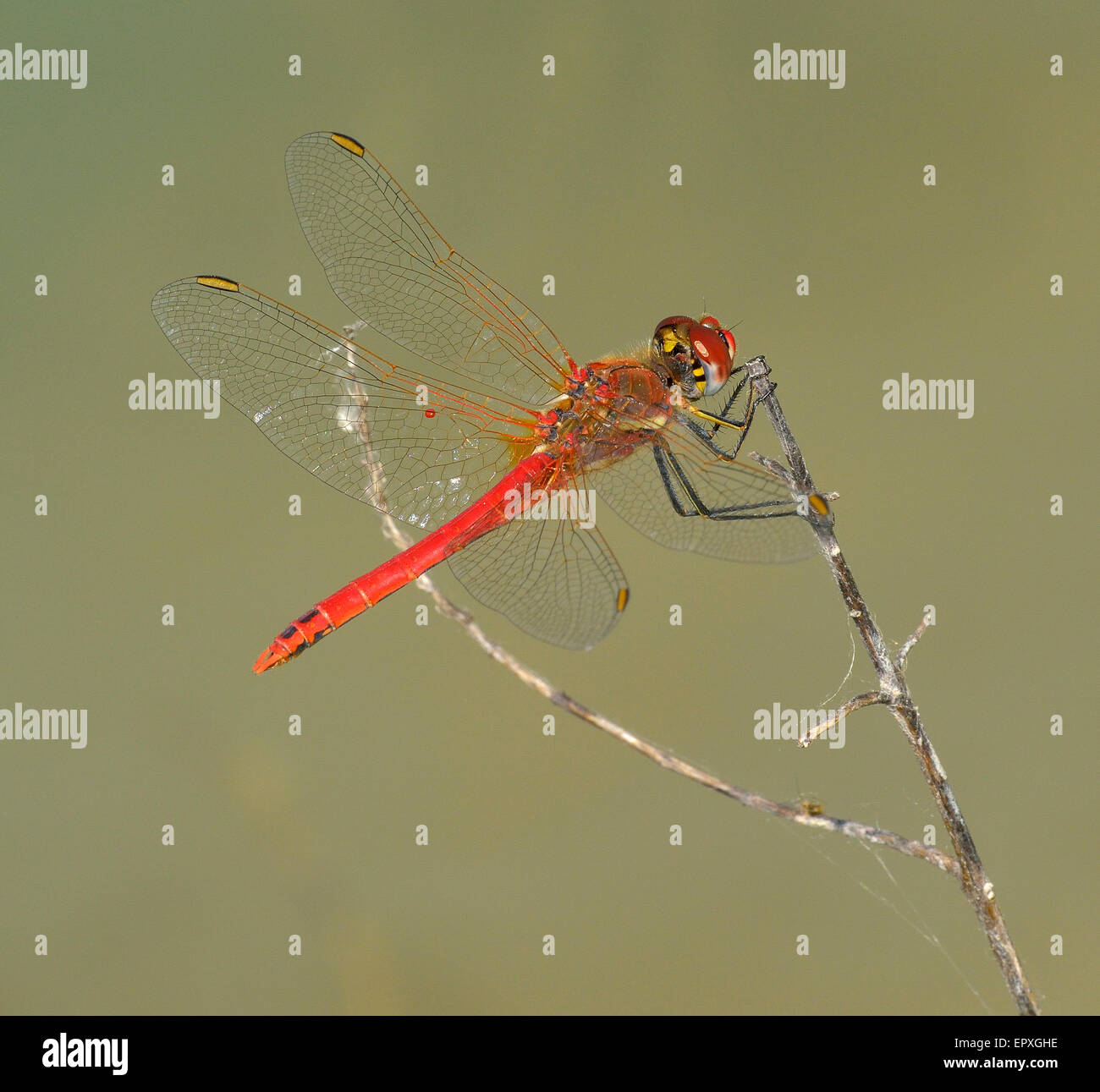 male Sympetrum fonscolombii Stock Photo - Alamy