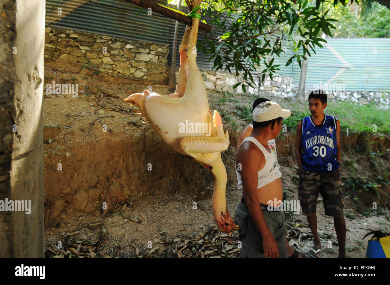 A dead featherless rooster hangs behind the cockpit arena after the ...