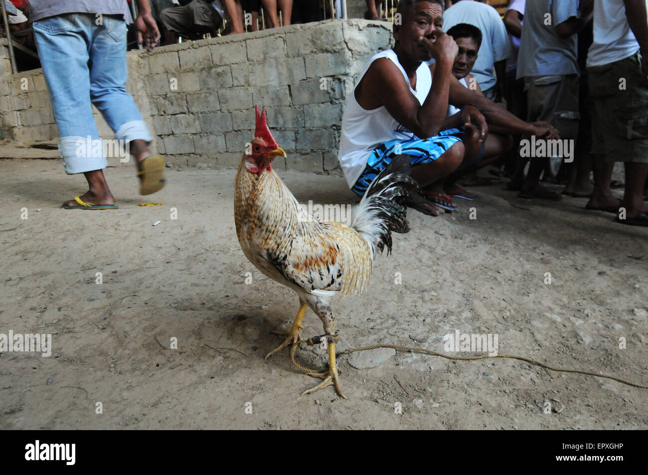A rooster and cockfight spectators on the gray sand behind the cockpit ...