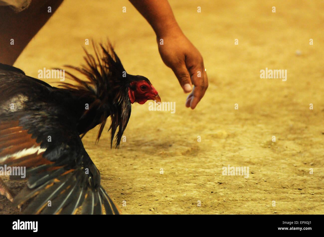 A rooster and hand of his owner on the yellow sand of the cockpit arena ...