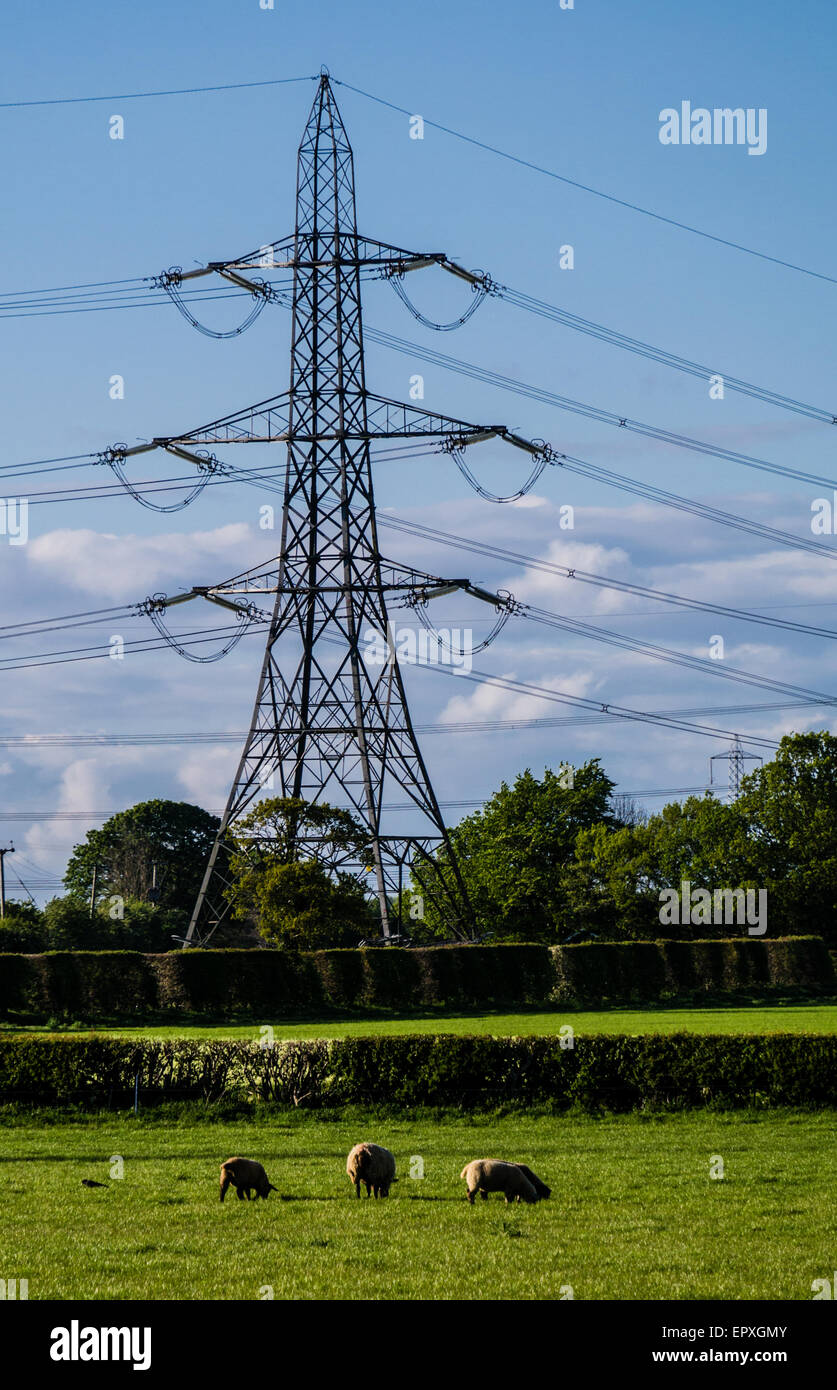 Electricity pylon in rural setting with sheep Stock Photo - Alamy