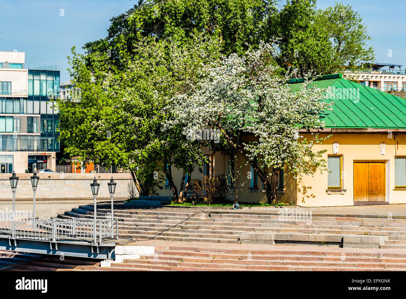 Spring in Moscow. Blooming trees by the house on Balchug island between ...