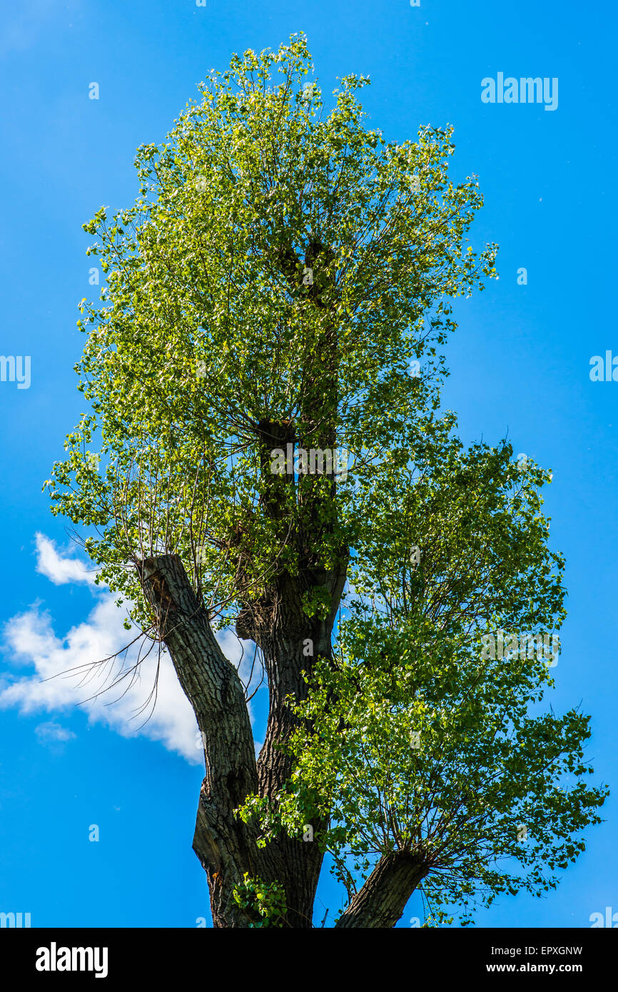 White poplar tree hi-res stock photography and images - Alamy