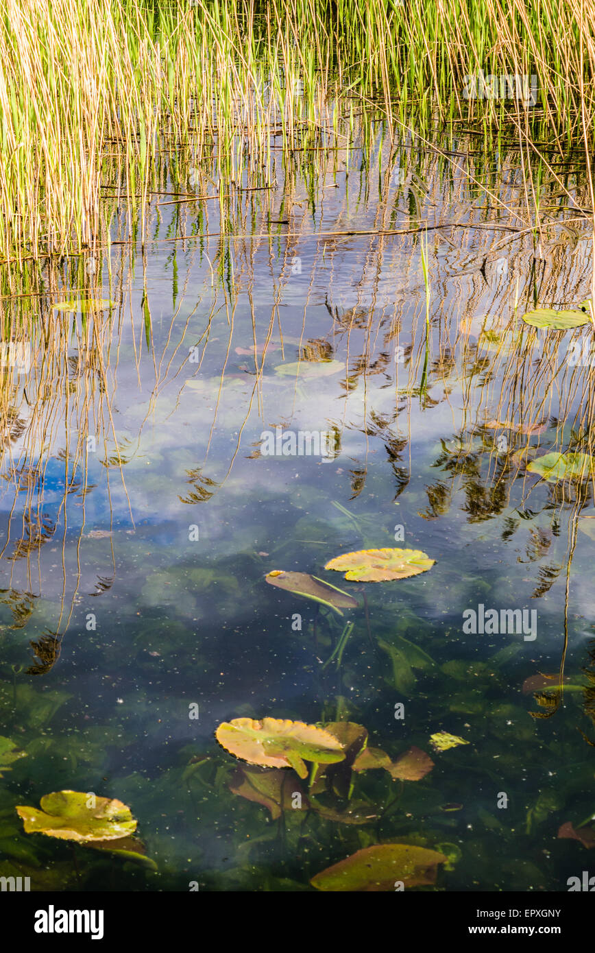Vertical image of canal waterway with sky reflections,reeds and lily ...