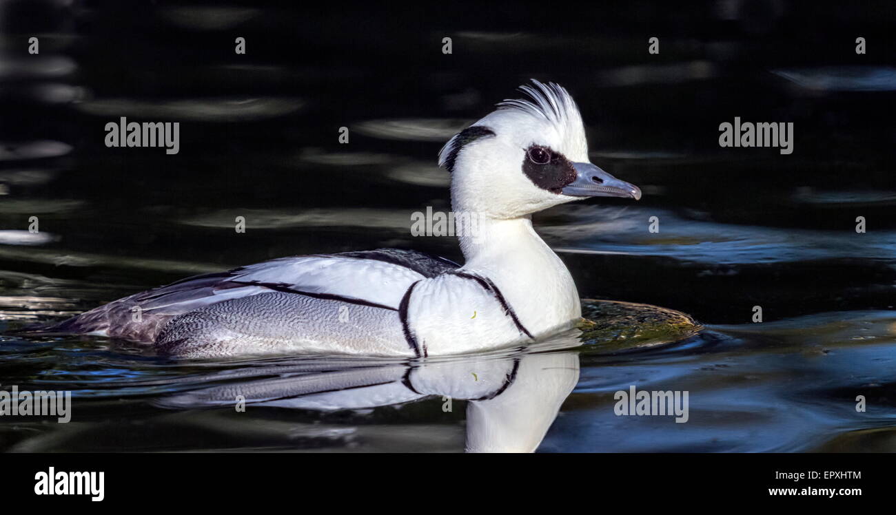 Male smew duck, mergellus albellus, floating on the water Stock Photo ...