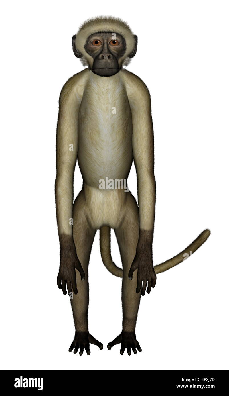 Monkey perplexed isolated in white background- 3D render Stock Photo ...