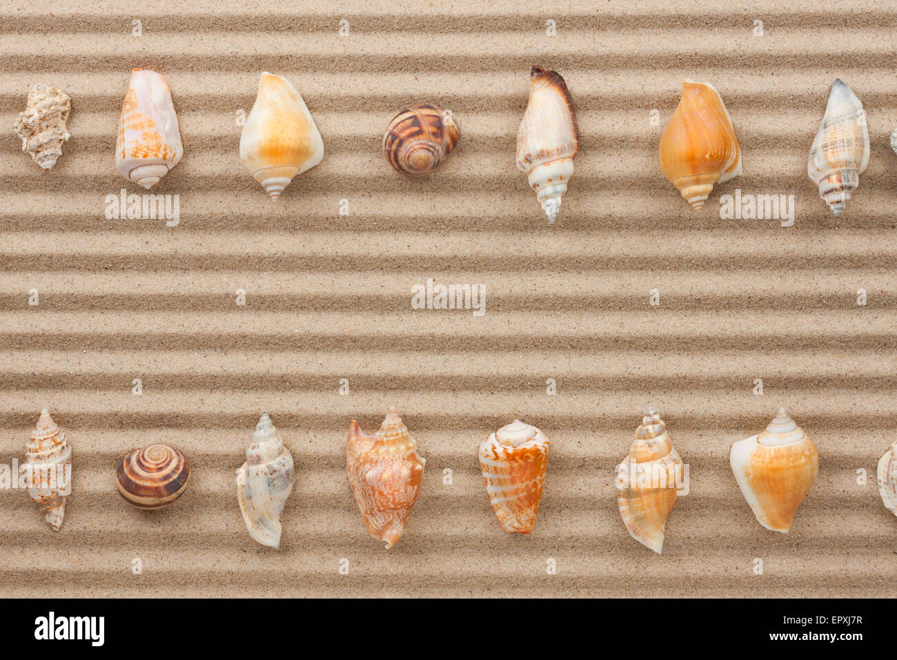 Two rows of sea shells lying on the sand, with space for text Stock ...