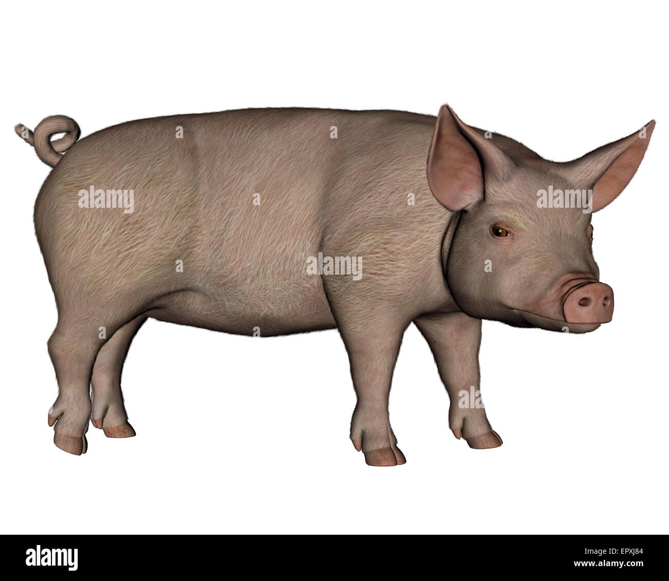 Pig standing isolated in white background - 3D render Stock Photo - Alamy