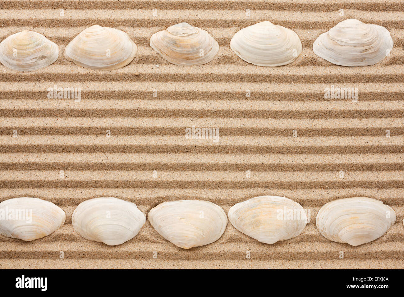 Two rows of sea shells lying on the sand, with space for text Stock ...